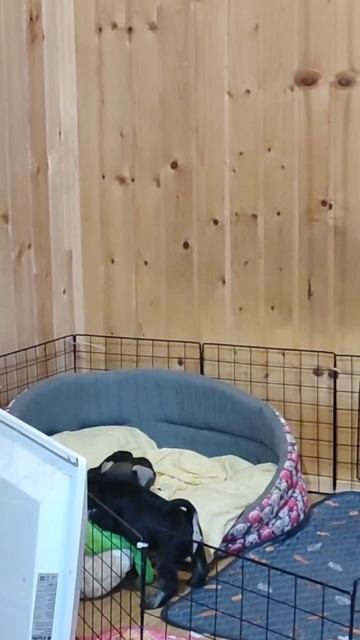 Цвергшнауцер девочка. Принцесса Крис.