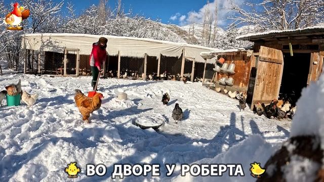 Содержание кур в домашних условиях и других птиц во дворе у Роберта 🐣🐤🦆🐔🪿🦃 (404)