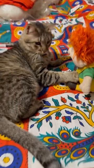 Котик и Карлсон🥳🎉😍🤩