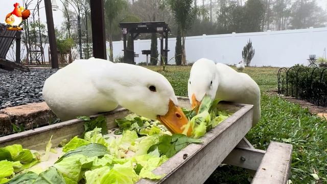 Забавные утки мускусные и пекинские на свободном выгуле со своими друзьями ч.(349) ❣️🤗😂