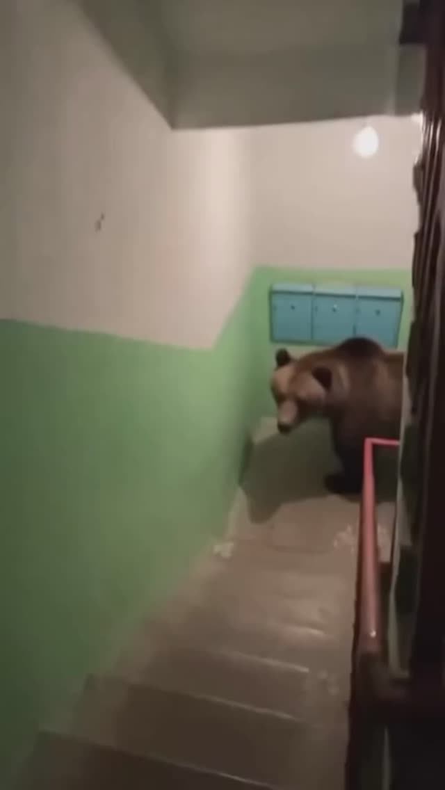 Медведь не пустил на работу