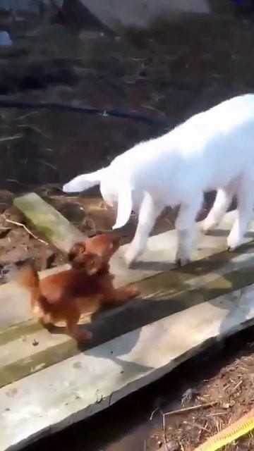 Драка на мосту