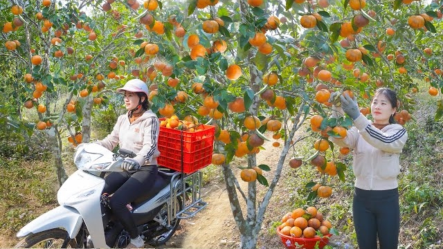 Собираю урожай апельсинов и везу их на продажу на сельский рынок. Нхат. Вьетнам