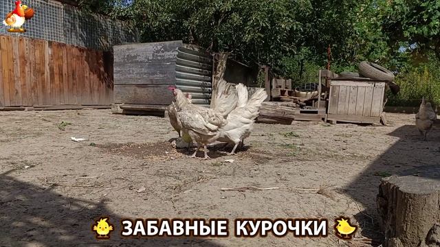 Забавные курочки несушки на сельском подворье 🤗😂😜 (101)