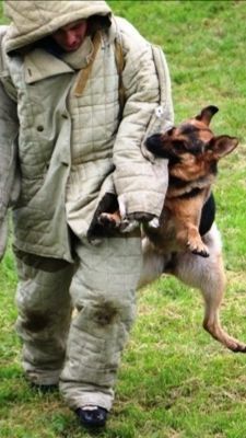 Дрессировка для защиты и охраны