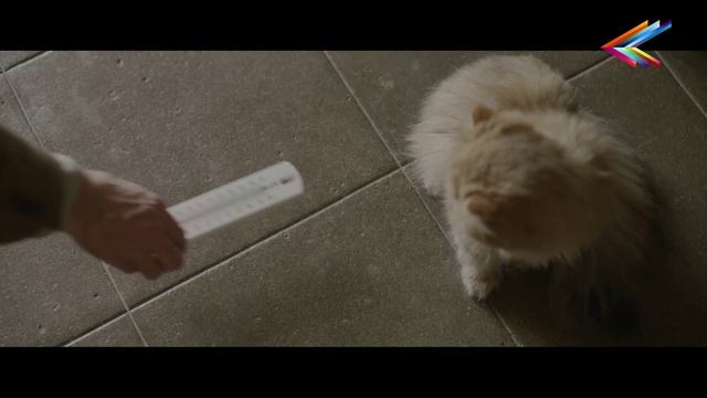 Промо. Канал Камеди. Февраль 2026