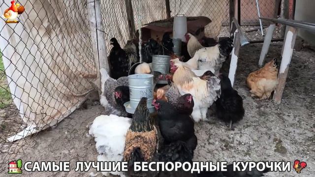 Цыплята и Курочки селяночки лучшие беспородные несушки 🥚 (432)