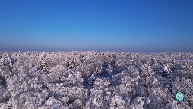 ❄️Очарование заснеженного леса❄️