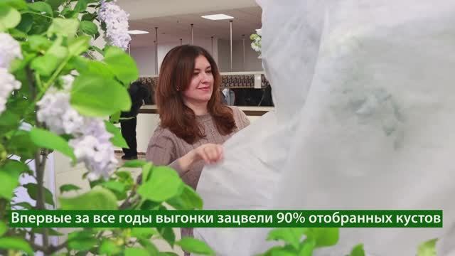 Сирень, выращенная в Ботсаду НИУ «БелГУ», зацвела ко Дню российского студенчества