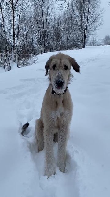 Сказочный Кельт Из Волшебного Леса, 8 месяцев 🍀