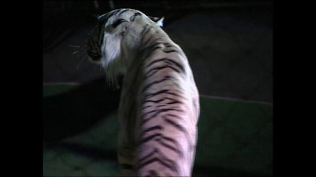 Вот такие представление  когда то были в Уфимском цирке.