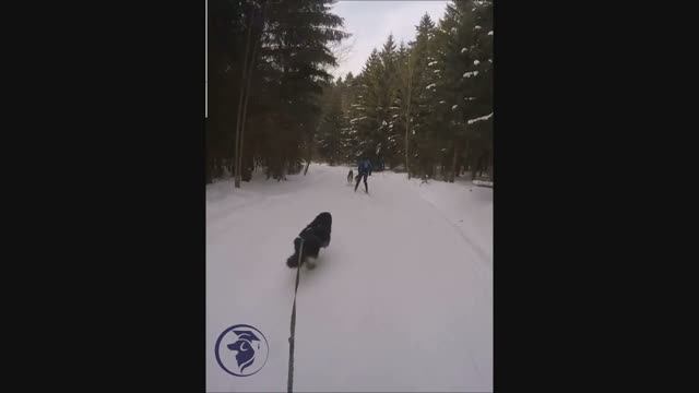 Собака для спорта. Дрессировщик Игорь Алтайский.