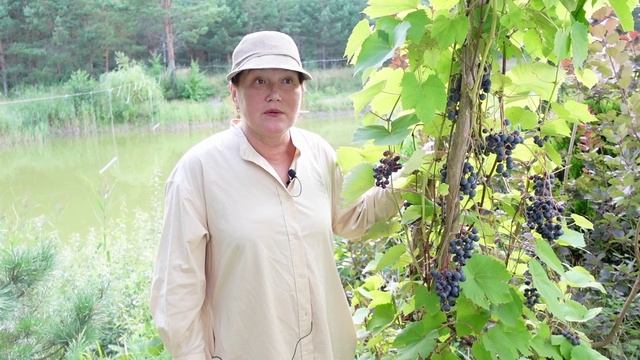 Как пермакультура работает на нашей плантации Часть 2