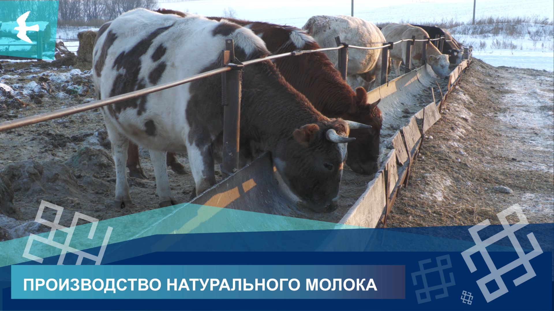 КАК РАБОТАЕТ ФЕРМЕРСКОЕ ХОЗЯЙСТВО «ПОБЕДА» В ДЕРЕВНЕ ВАСИЛЬЕВКА