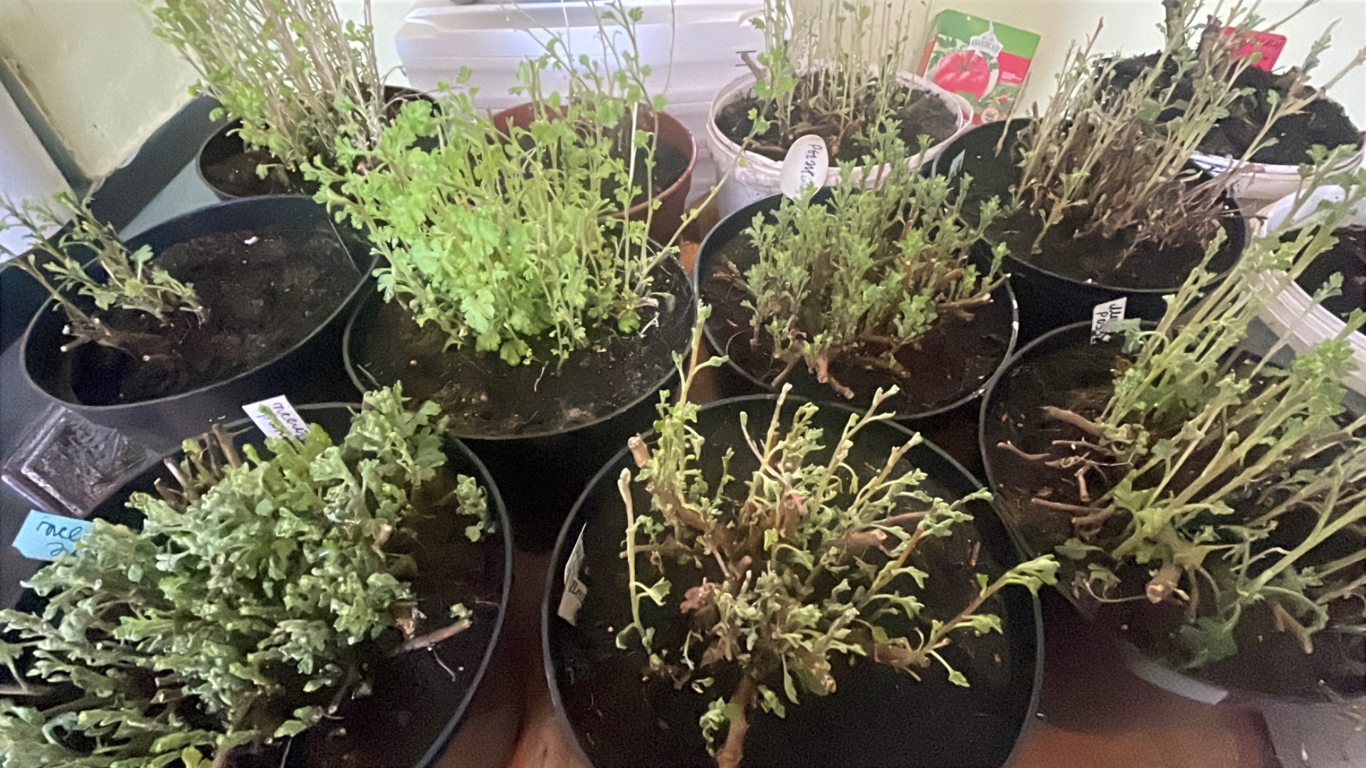 Хризантема Мультифлора спустя три недели после того, как подняли её из подполья.