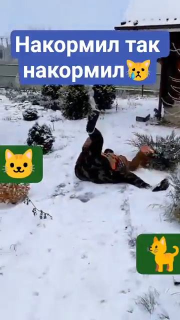 Покормил котиков 😿