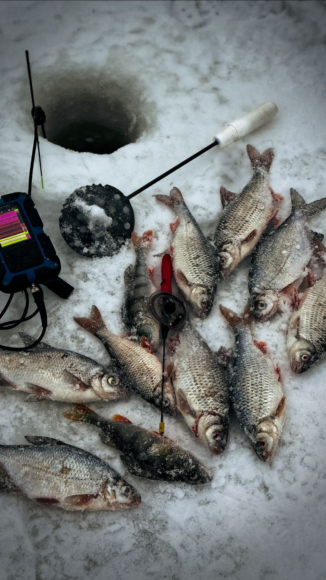 С безмотылкой на плотву в глухозимье