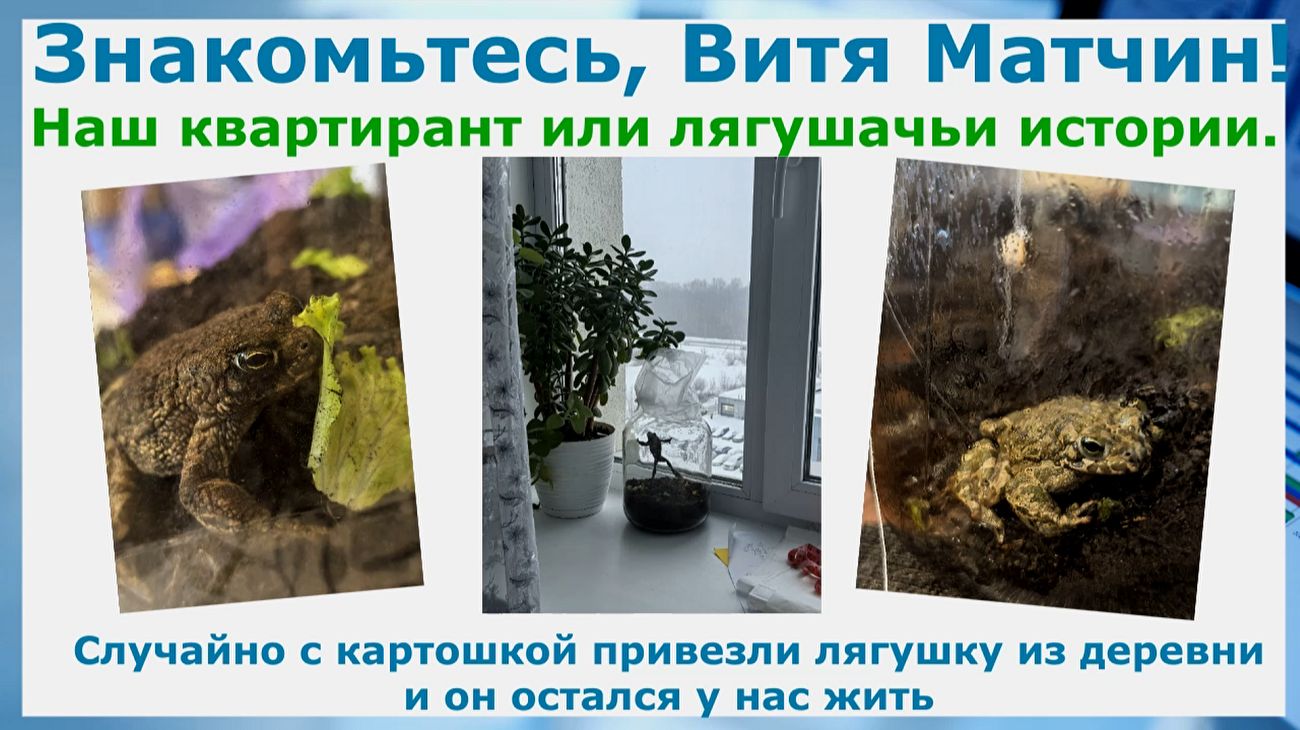 Знакомьтесь, Виктор Матчин. Наш случайный квартирант или лягушачьи истории. Лягушка из картошки