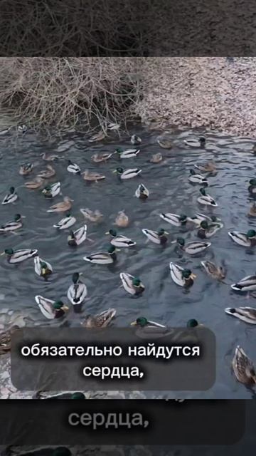 Милое видео 17.11.2025г