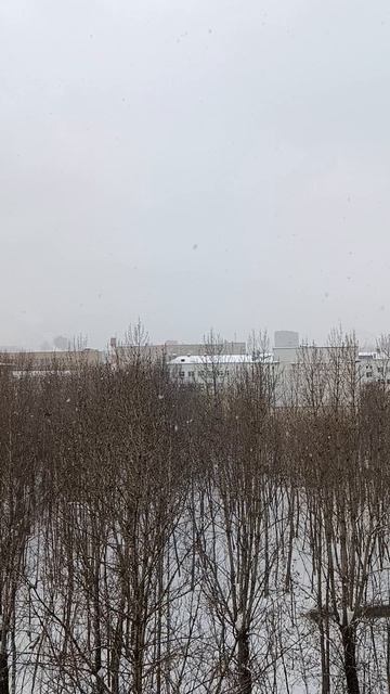 Снег, деревья, гармония серого