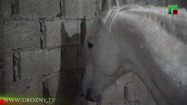 Своя ферма. Эфир от 28.01.2026. Герой - Ислам Докуев