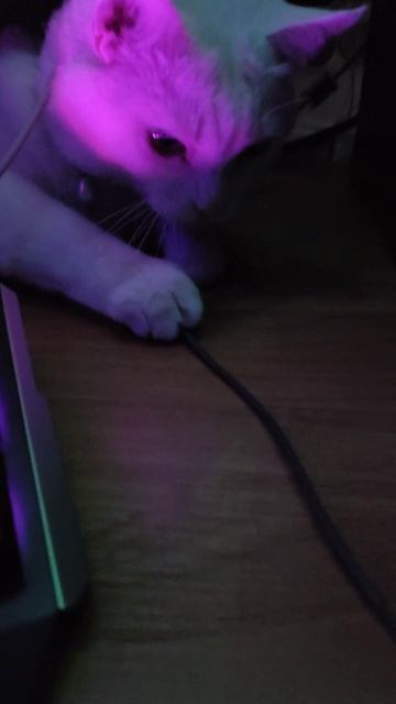 Милка поймала мыша