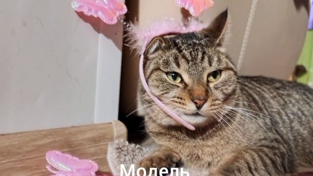 Я как Барсик а Барсик как я