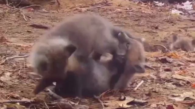 Лисья жизнь. 🦊