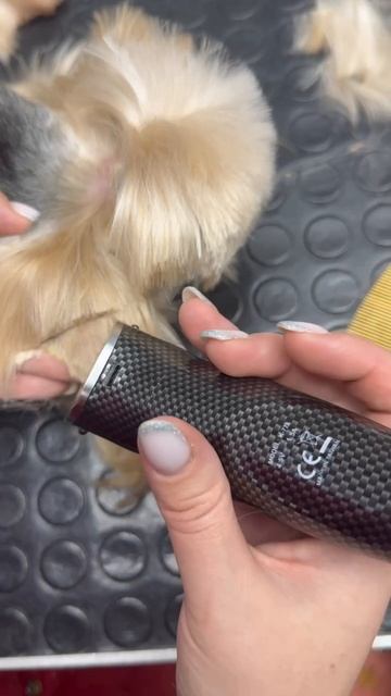 Анастасия Пухт: подстригаем ушки)