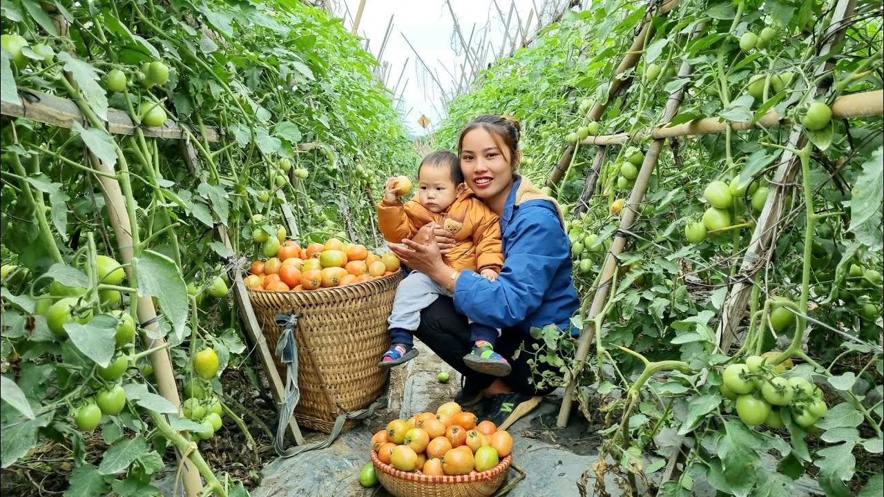 Мама поневоле. Дуонг. Сбор помидоров на продажу и приготовление корма для свиней. Серия 38