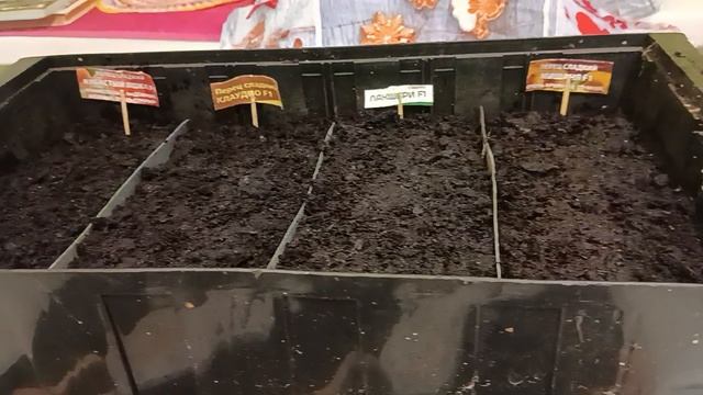 Супруг посадил ‼️РАССАДУ ПЕРЦЕВ‼️ 29 января 2026 года