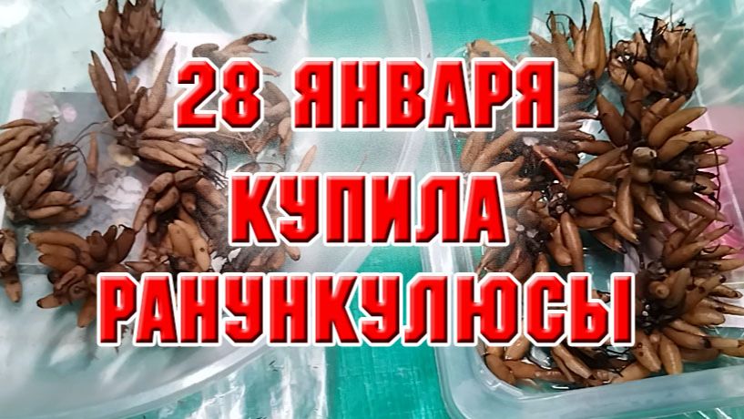 28 января. Купила Ранункулюсы