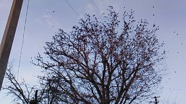 Скворцы на дереве VID_20260128_161335