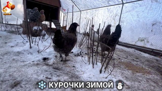 Куры зимой очень счастливы 🤗❄️⛄ (23)