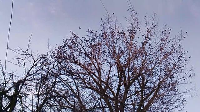 Скворцы на дереве VID_20260128_161407