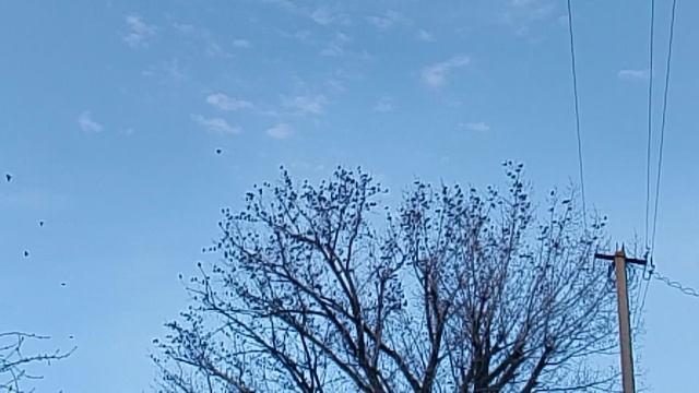 Скворцы на дереве VID_20260128_160922