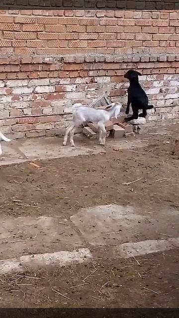 Маленькие драчуны