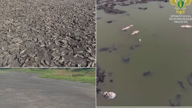 Пересохший пруд и 3000 мертвых рыб: дело о гибели карасей в Шаталовке дошло до суда