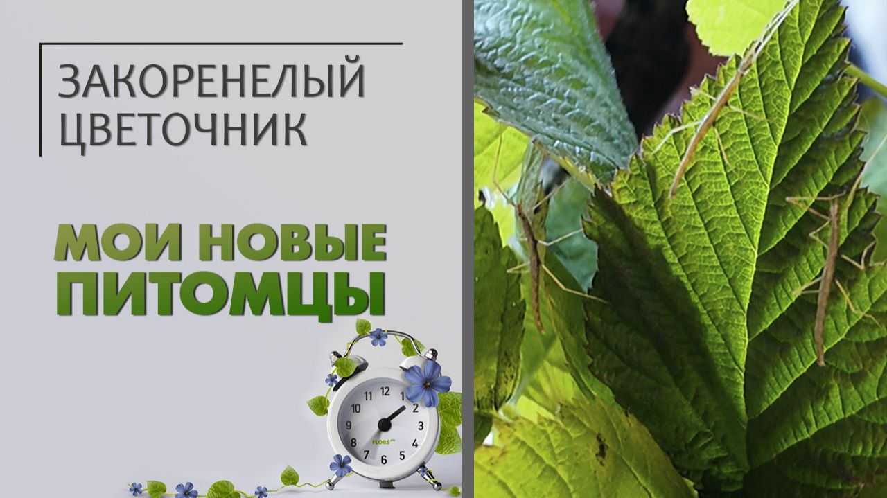 Мои новые необычные питомцы. Неприхотливые и забавные жуки - аннамские палочники.