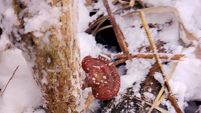 Трутовик лакированный гриб рейши или линчжи Гриб несъедобен.