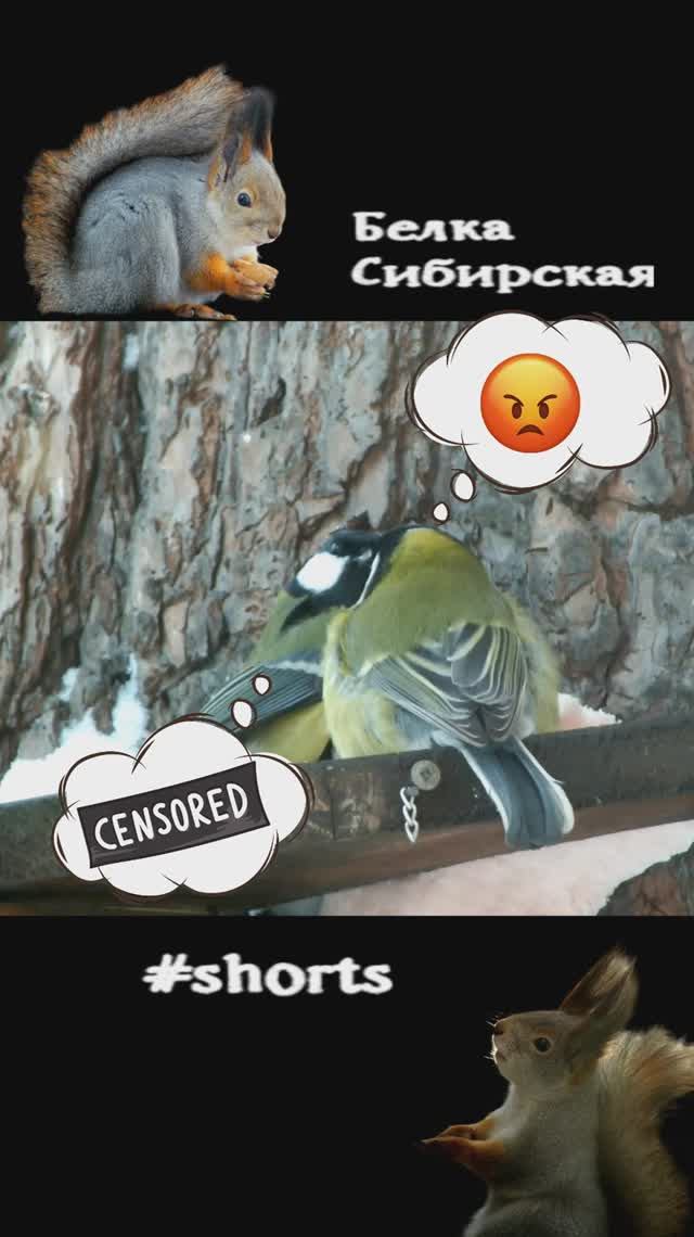 Лесные птицы делят сало