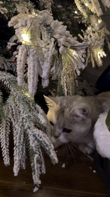 Внуки. Детство. Айлана.   #путешествие #круиз #семья #саяхат #демалыс #отдых #отпуск