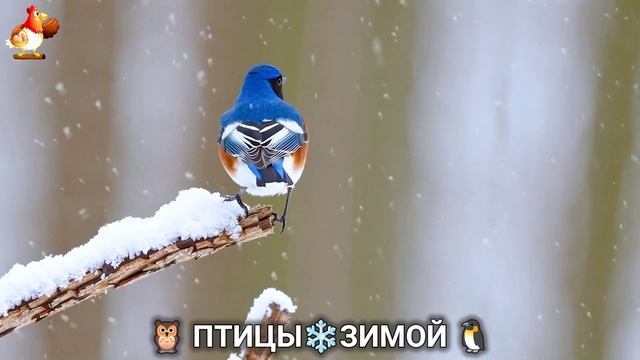 Птицы зимой в лесу 🐦🦉 видео для отдыха душой 🦅🌲(3)