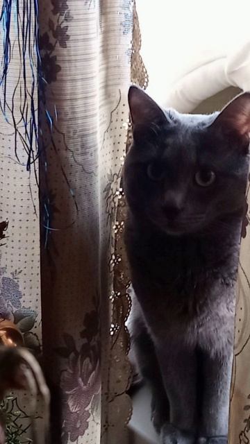 У Кота Атоса хорошее настроение! #shorts #котатос #животные #милота #коты