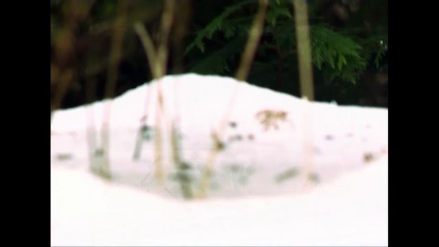 Литературный стендап про снег