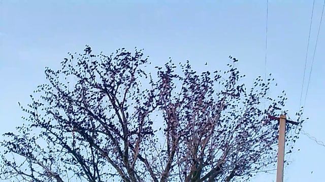 Прилетают скворцы и  улетают?VID_20260128_161255