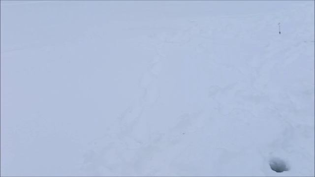 Рыболов Иванович. Окуни.