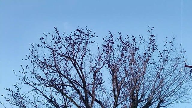 Скворцы улетают на юг частями: VID_20260128_160703