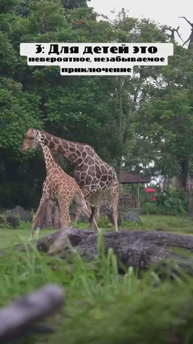 Сафари парк Бали Taman Safari