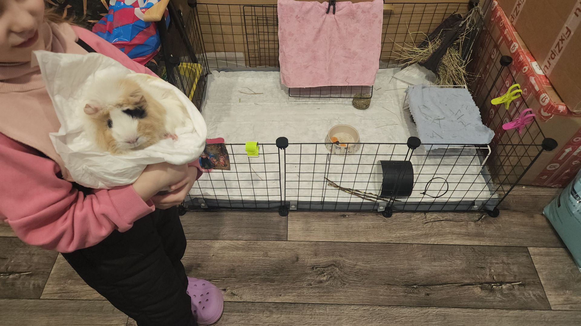 Гости у морских свинок Улли и Пулли ♥️